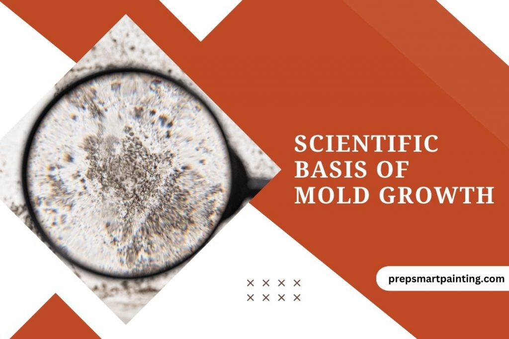 How to Remove Mold from Walls - Prep Smart Painting